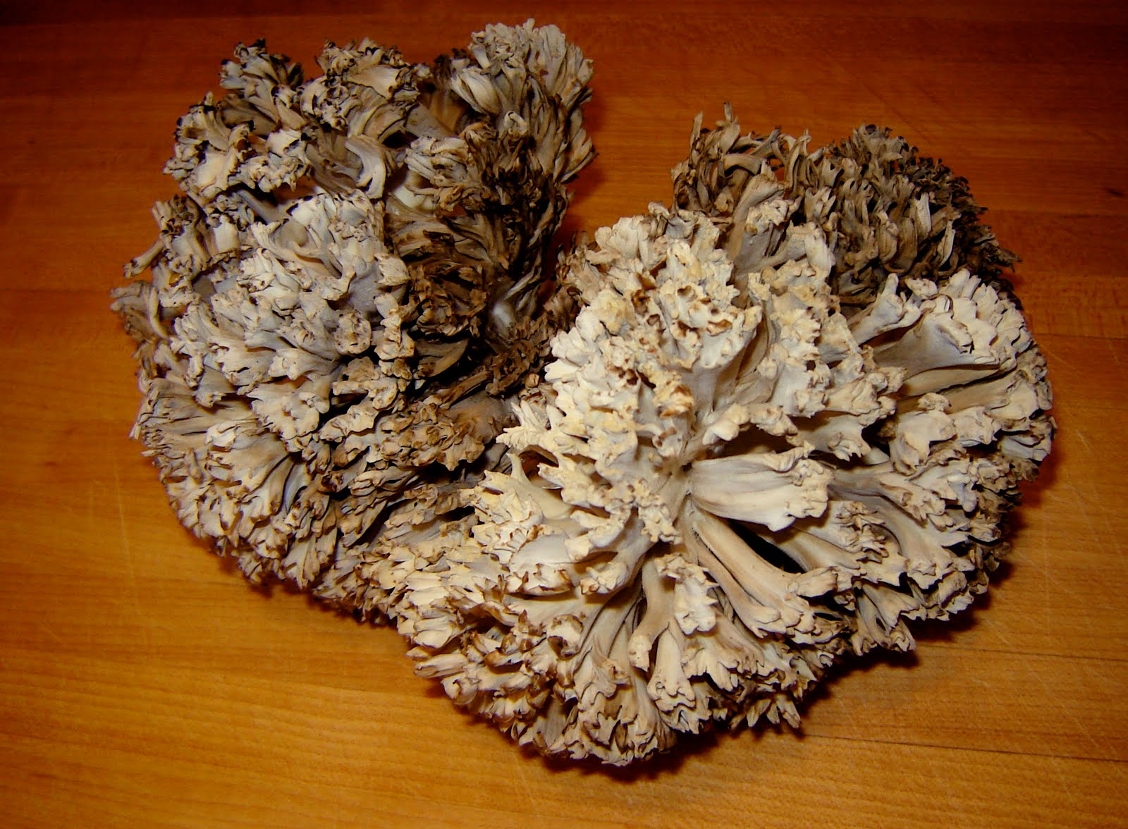 Maitake Mushroom (Grifola frondosa) - Mycology - The Corroboree