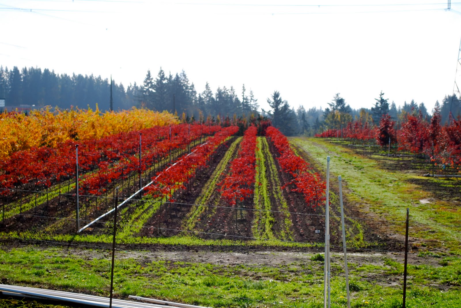 Oregon's biggest cash crop is landscaping shrubs, which makes for a ...
