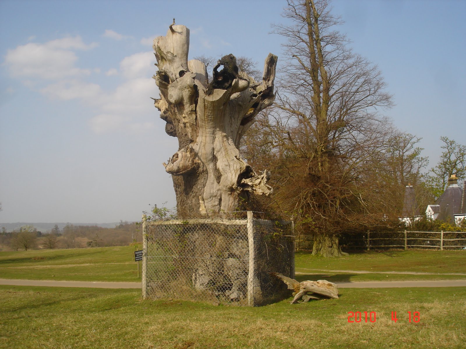 Beatle Place: One Famous Tree in Knole Park