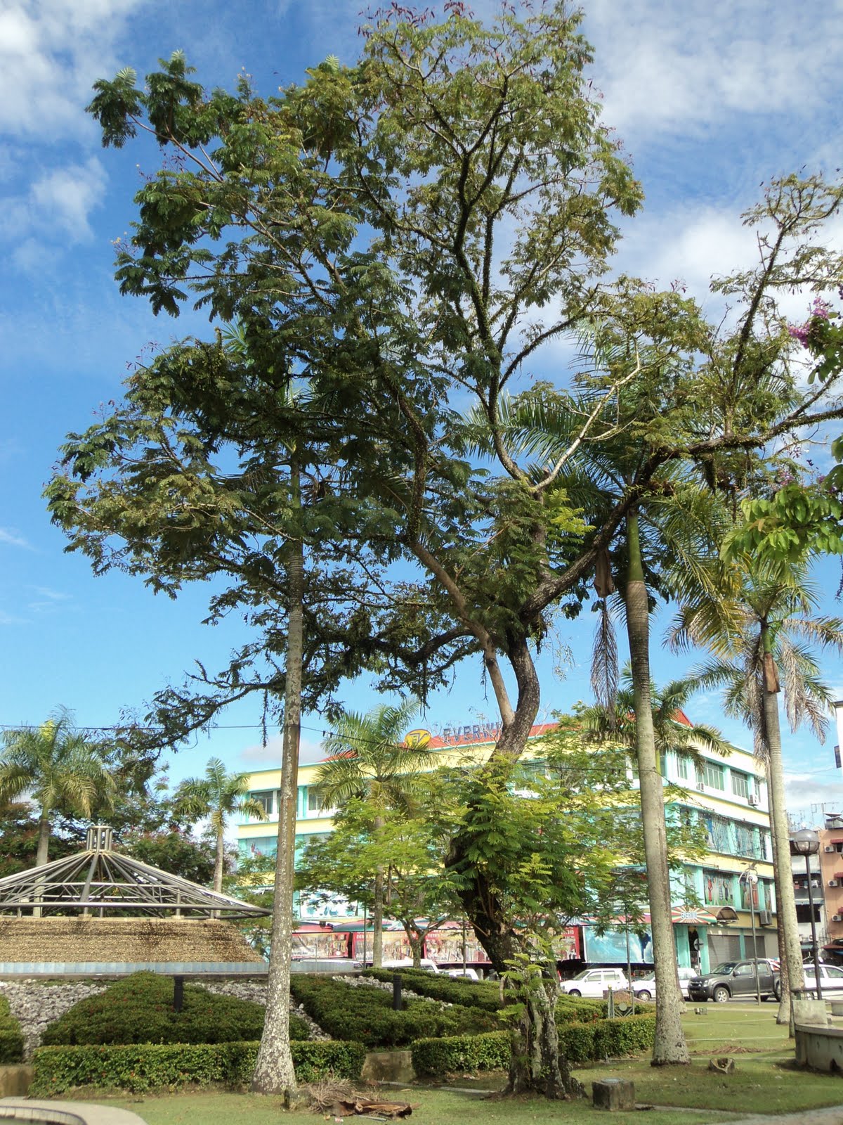 My Sarawak (3rd Ed.): Grand old trees of Bintulu town