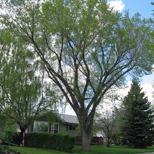 Courtney's Content: March 26 Friday Farming Update