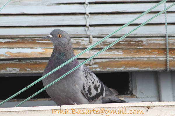 La utopía del día a día: Palomas cazurras y palomos del mundo