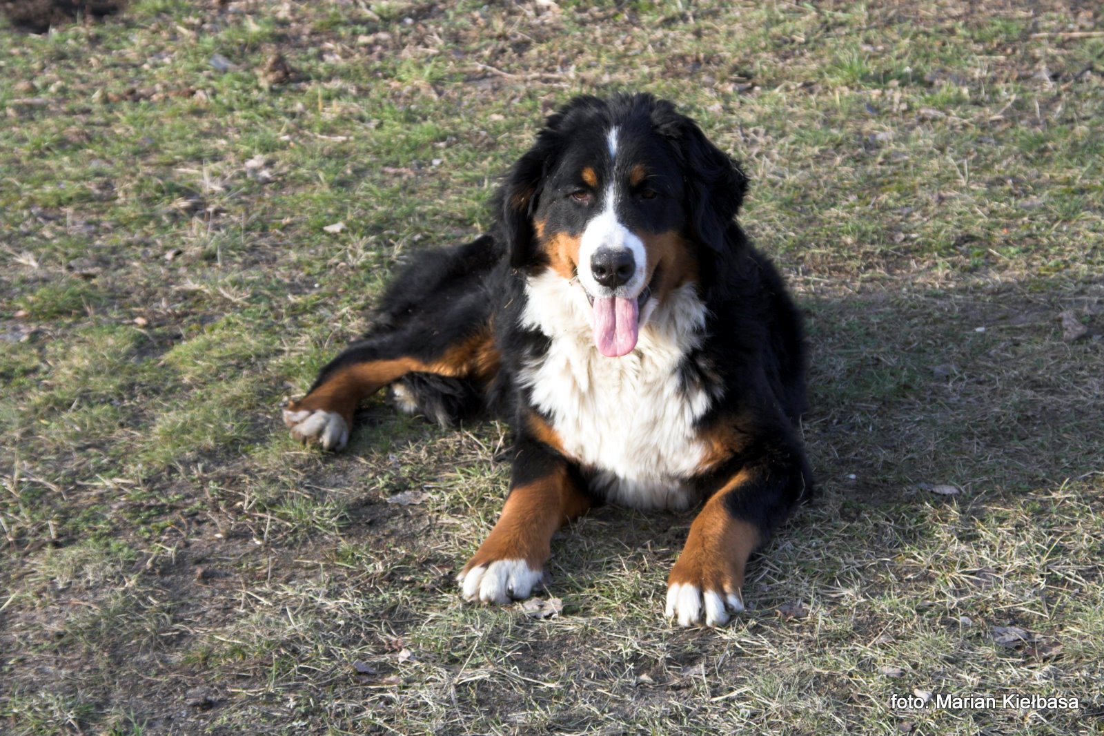 Rasy psów: Psy pasterskie