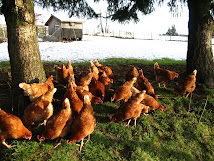 Wyndson Farm: 50 pink Flamingos......