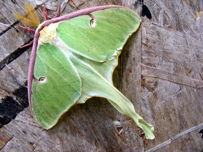 As-tu du feu? -non, mais j'ai du beurre de peanut: Papillon Lune mâle ...