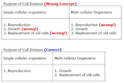 Road to PSLE: Common Errors and confusion – Cell Division