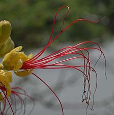 Barba de Chivo - Caesalpinia gilliesii - Jardineria en el oeste bonaerense