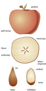 La classe del riu Segre.: LA FRUITA