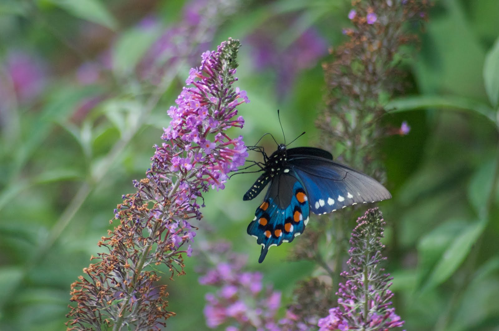 From Lens to Lens: July 2010