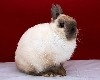 ! RABBIT IN THE WEB !: The Truth of Rabbit Care