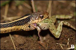 LifeAndScience: Did Snakes have Limbs To Crawl in Earlier days