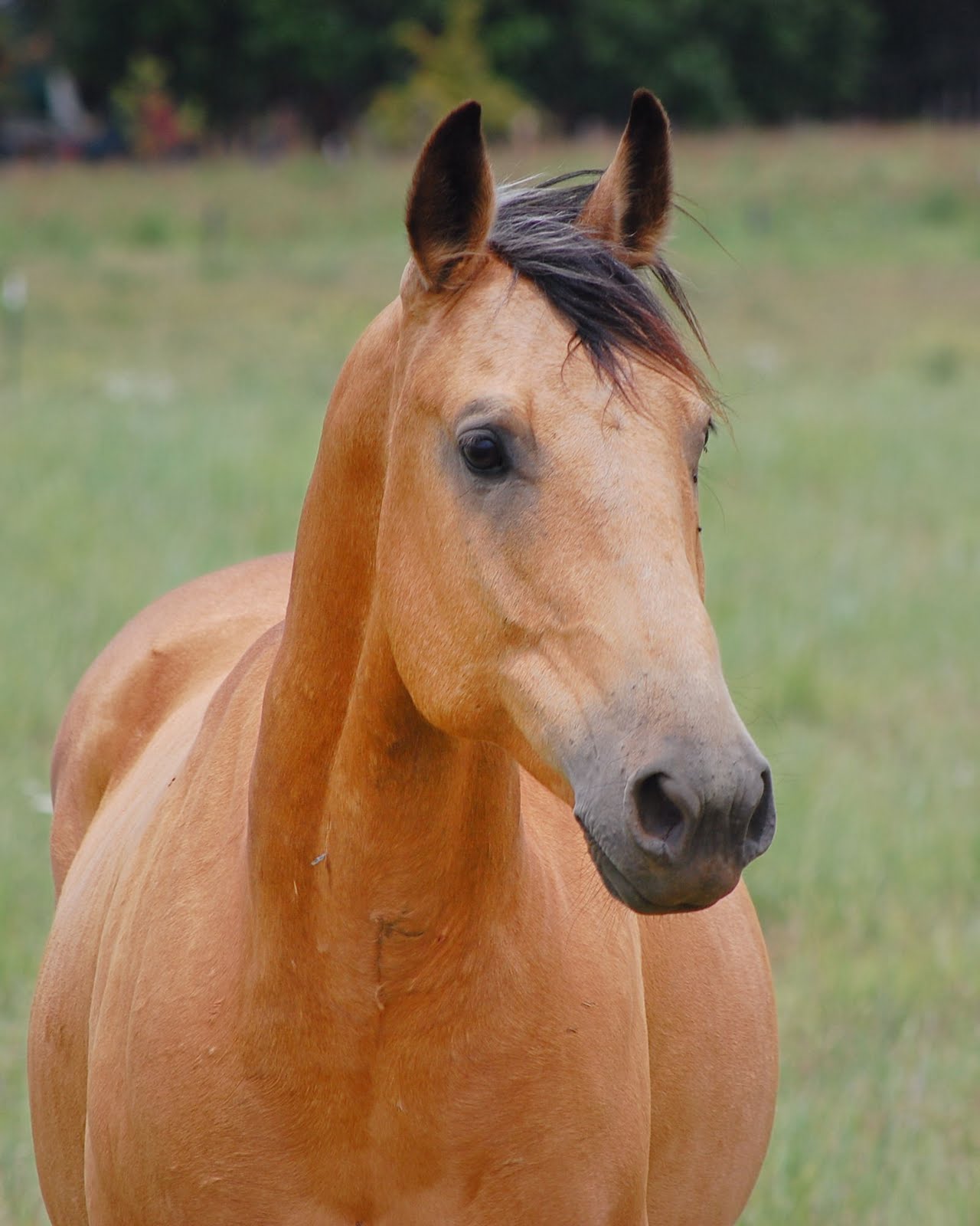 hallie jo photography: the buckskin