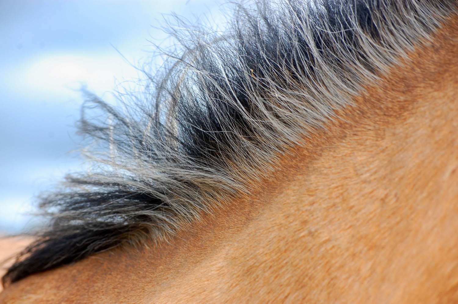 hallie jo photography: the buckskin