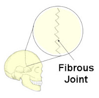 Learn Anatomy Online: Classification of Joints