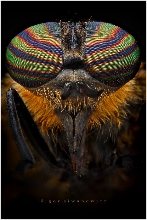 Nature Wonder: Incredible Insect Photographs By Igor Siwanowicz