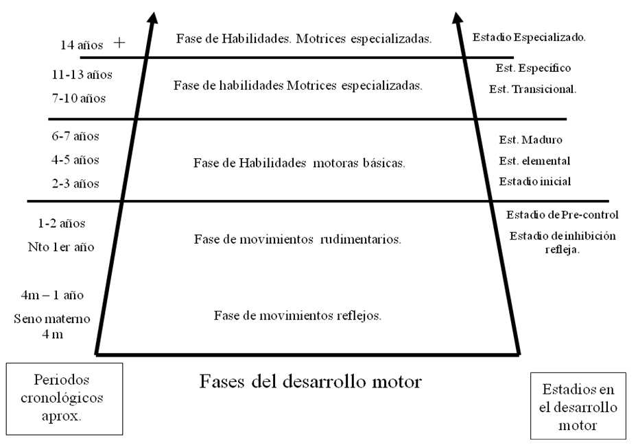 Motricidad: Gallahue (Corriente Americana) 1980