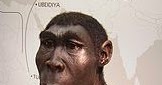 Historia Simple: El Homo Erectus