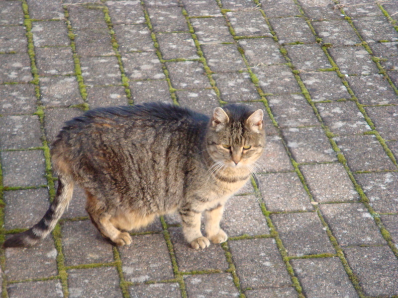 A-Schnitzel-and-a-glass-of wine: Daisy: A Sweet and Gentle Cat