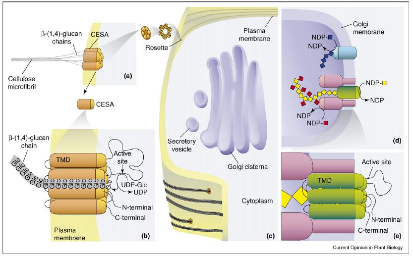 Biosintesis ~ DETIK BIOLOGI