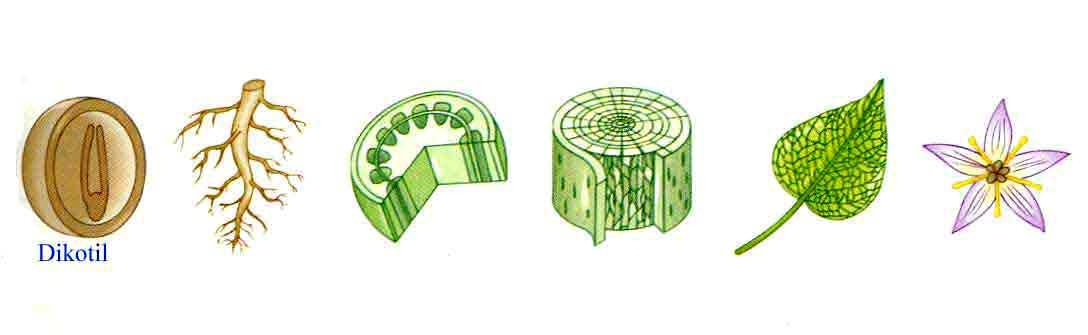 Dicotyledoneae | BIOLOGIPEDIA