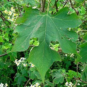 Sympetalae (Dicotyledoneae) | BIOLOGIPEDIA