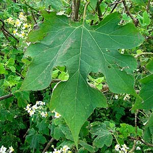 Sympetalae (Dicotyledoneae) | BIOLOGIPEDIA