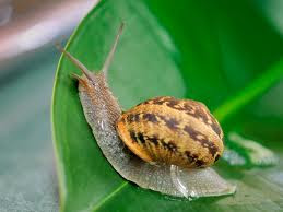 Gastropoda | BIOLOGIPEDIA