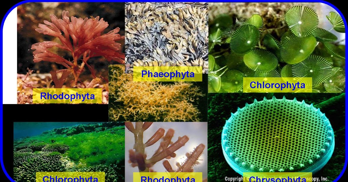 MUCHLIS RAHMAN BLOG: Algae