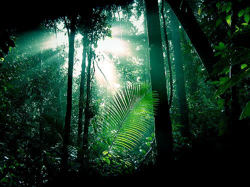 Hutan Hujan Tropis | BIOLOGIPEDIA