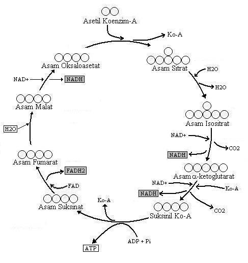 Siklus Krebs | BIOLOGIPEDIA