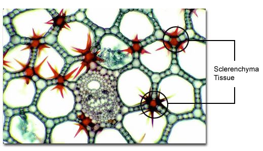 Jaringan Sklerenkim | Berita Biologi