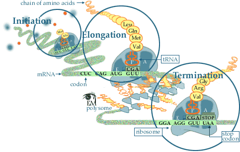 Proses Translasi(Inisiasi, Elongasi dan Terminasi) | BIOLOGIPEDIA