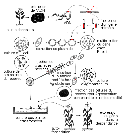 Tanaman Transgenik | BIOLOGIPEDIA
