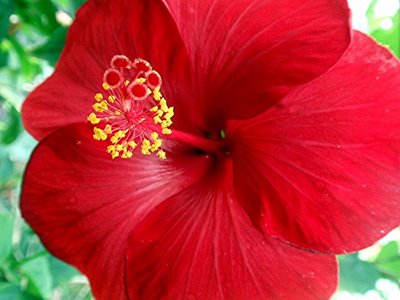 Kembang Sepatu-Hibiscus rosa sinensis L | BIOLOGIPEDIA