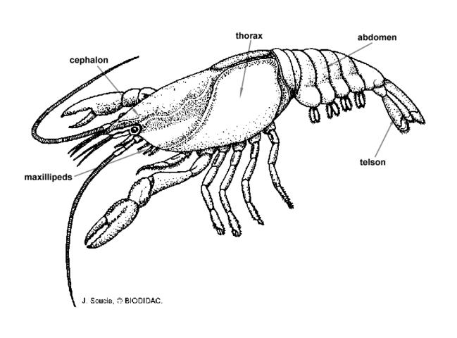 Crustacea | BIOLOGIPEDIA