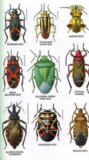 Insecta | BIOLOGIPEDIA