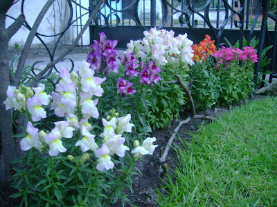 Mi jardin: Perrito.