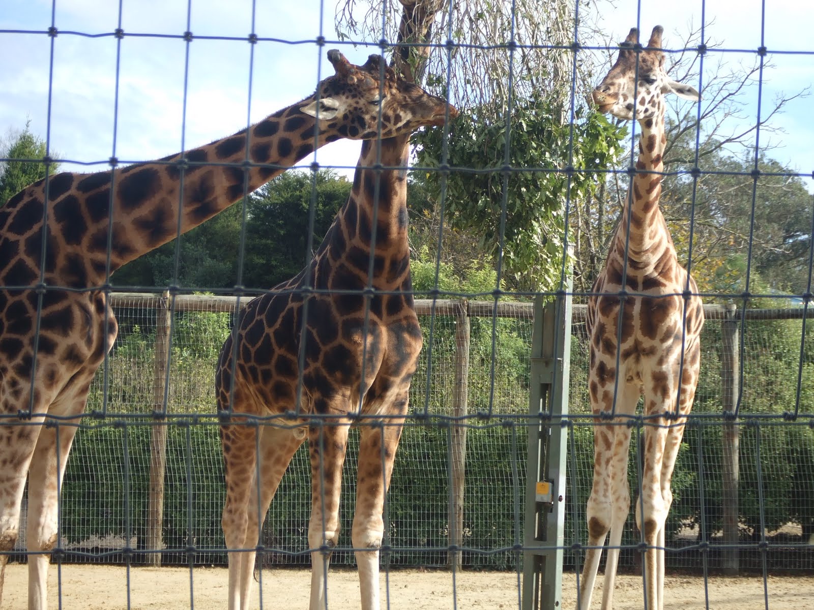 Tost300-Nicole: Hamilton Zoo