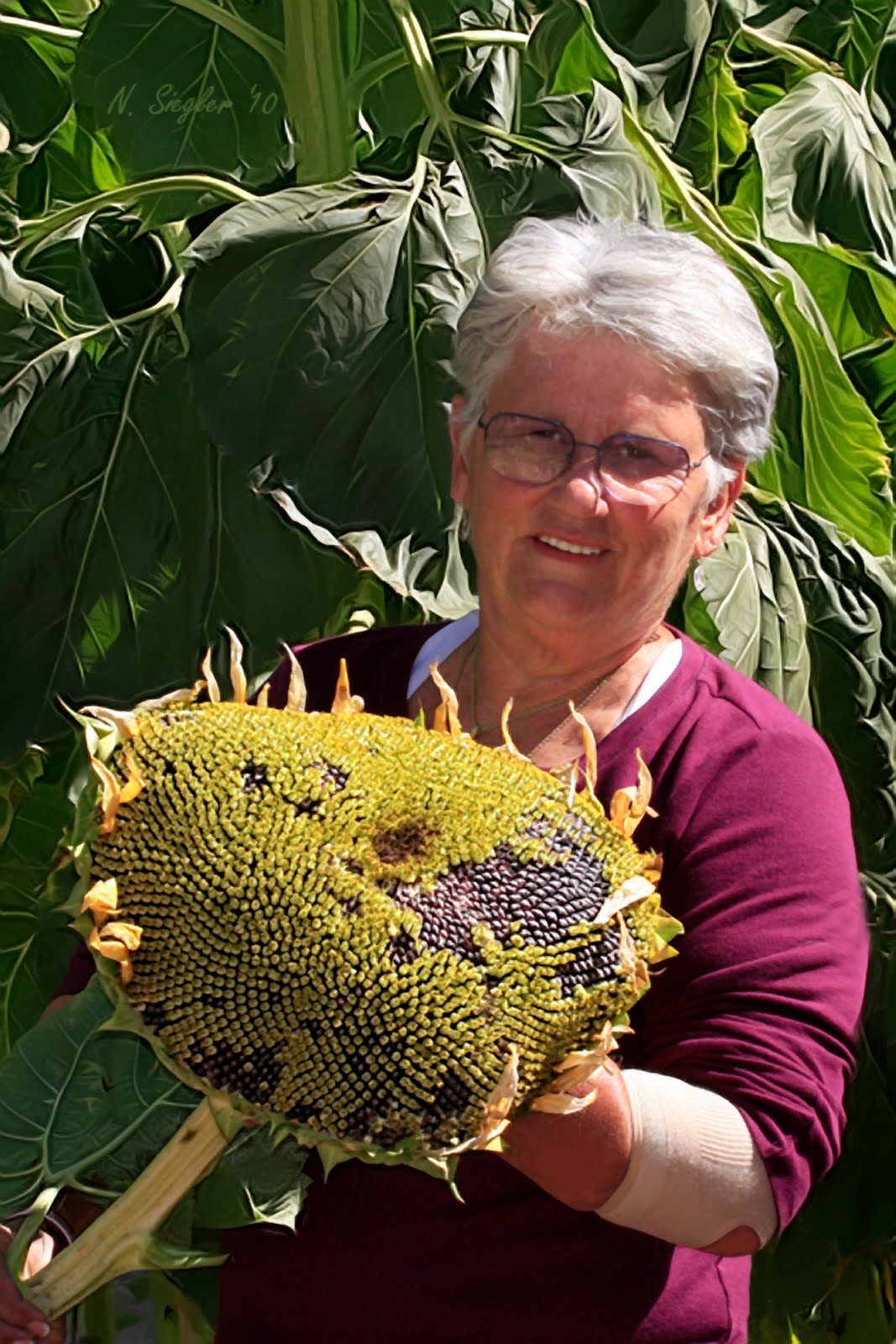 Sunflower Power -- How One Cancer Survivor's Garden Inspires Community ...