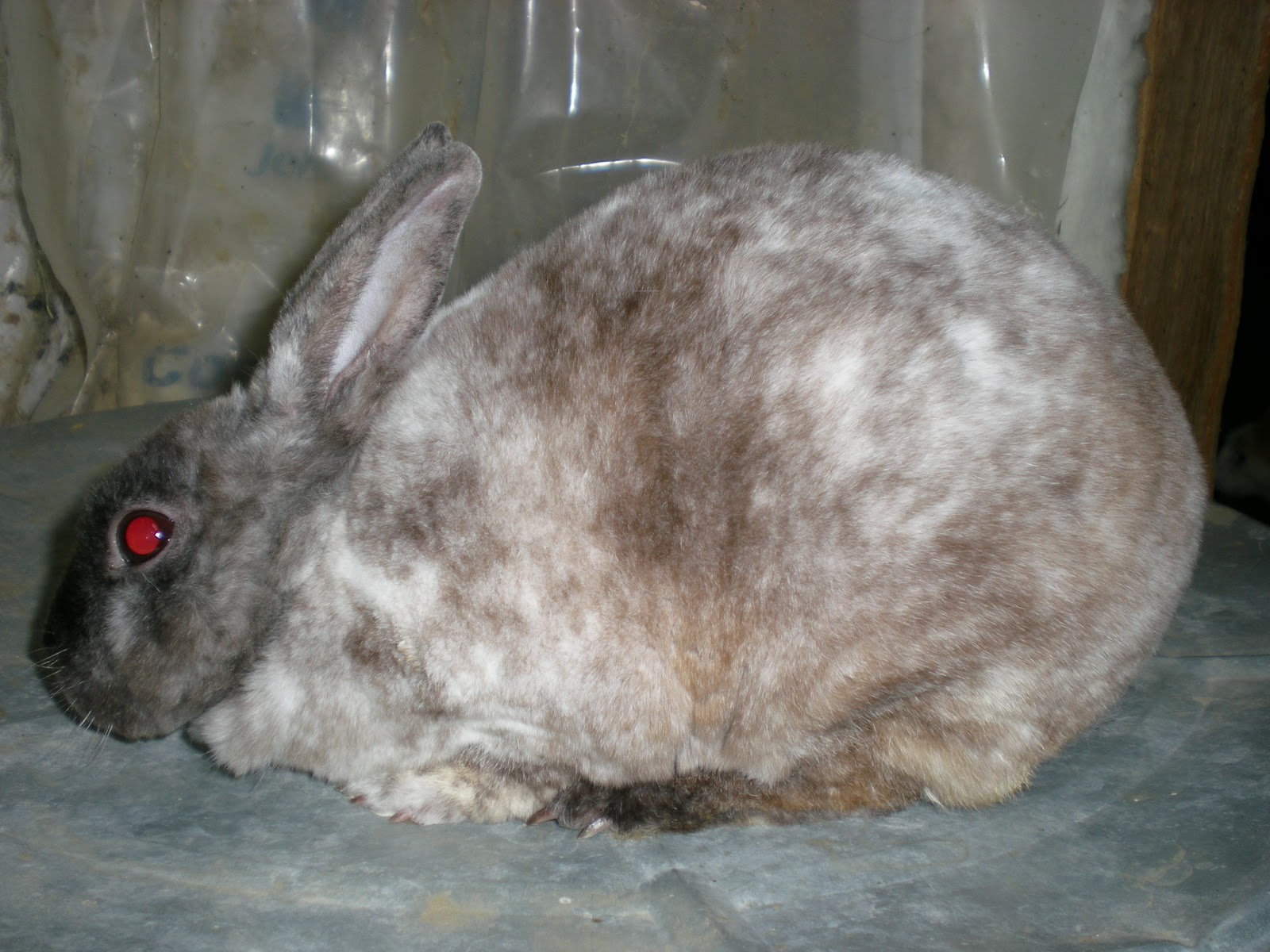 Dingle Berries Farms: Mini Rex Rabbits