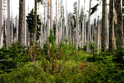 The Road to Cloud Cap Trailhead