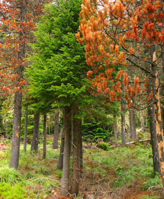 The Road to Cloud Cap Trailhead