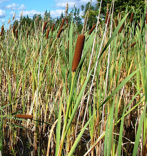 SLIKE IZ MOSTARSKE FLORE: Typha latifolia L. Širokolisni rogoz