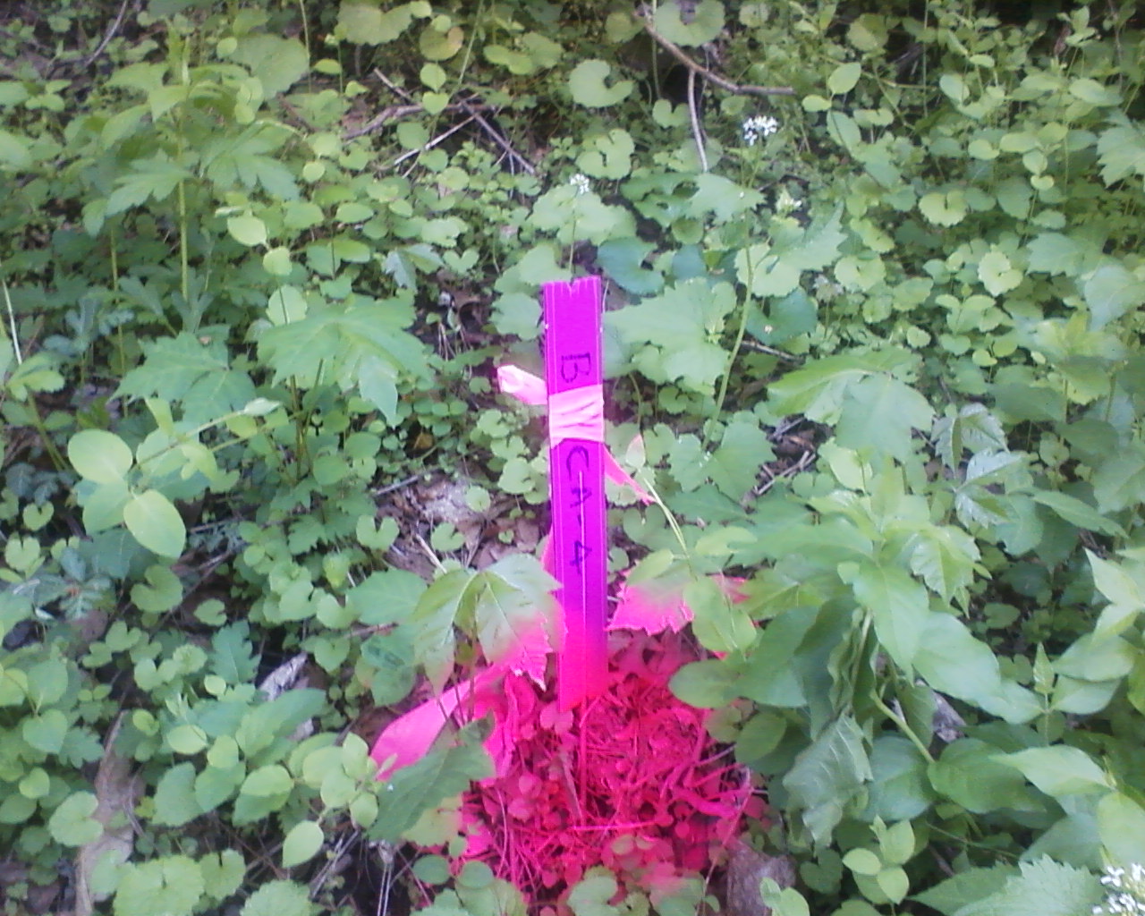 What Does "Purple Nurple" Mean? - Slang And Pop Culture