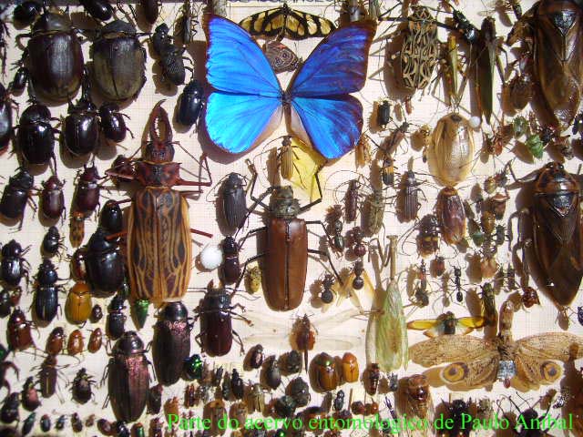 O Mundo É Dos Insetos