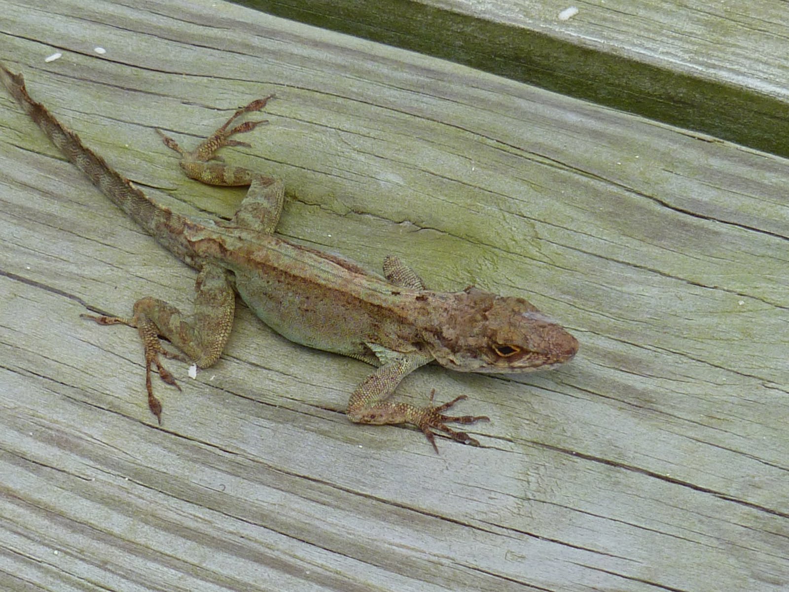 Dispatches from the Vagabond Trail....: My Friend the Very Slow Moving ...