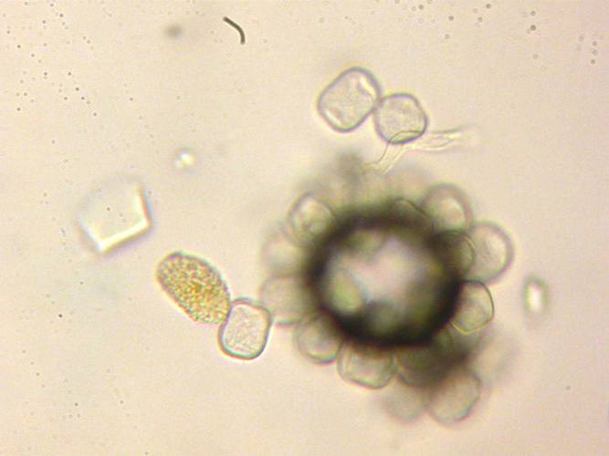 ESTUDOS EM DOENÇAS DE PLANTAS - IFGoiano - Campus Urutaí: “ASPECTOS ...