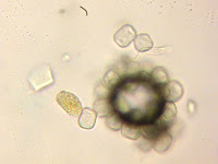 ESTUDOS EM DOENÇAS DE PLANTAS - IFGoiano - Campus Urutaí: “ASPECTOS ...