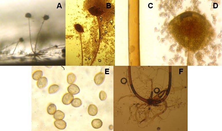 ESTUDOS EM DOENÇAS DE PLANTAS - IFGoiano - Campus Urutaí: Aspectos ...