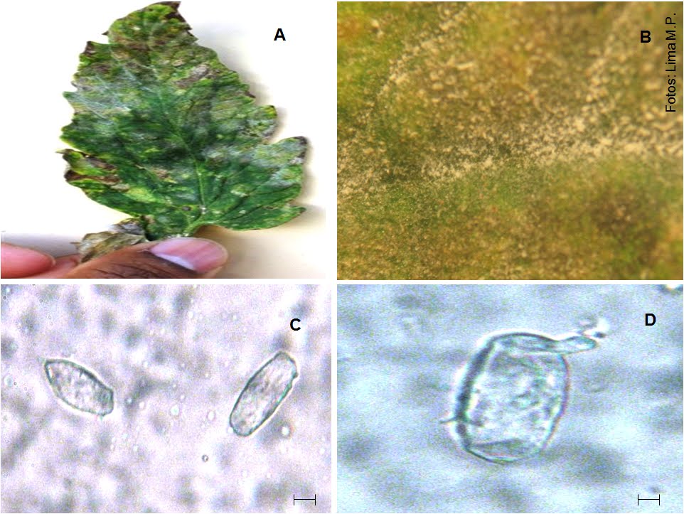 ESTUDOS EM DOENÇAS DE PLANTAS - IFGoiano - Campus Urutaí: “ASPECTOS ...